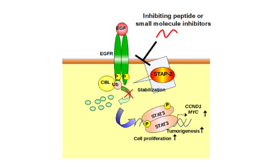 Are you looking for a novel target for cancers and autoimmune diseases ...